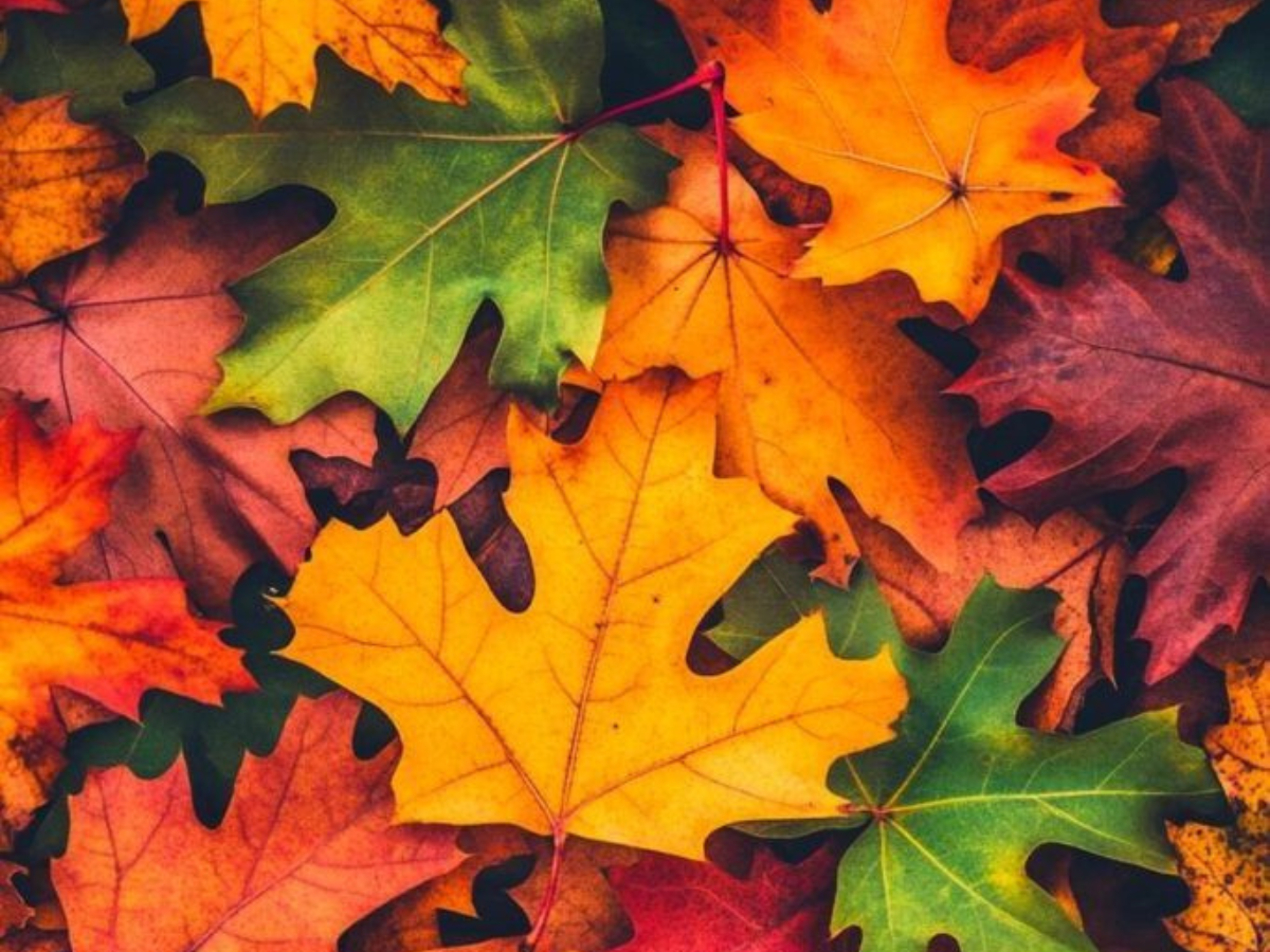 Why Leaves Change Color in Fall: The Science Behind
