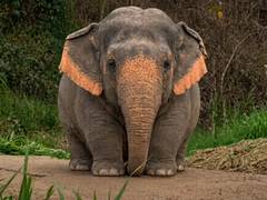 Delhi Police uses viral 'Borneo Pygmy elephant' meme to promote road ...