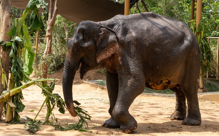 A new hope for Maniki: Ailing elephant to receive treatment at Vantara ...